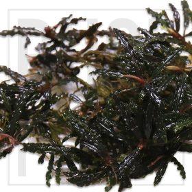 Ngọn Bucep Mini đã ra lá nước - cây thủy sinh bucep - Darlac's Aquaria ...