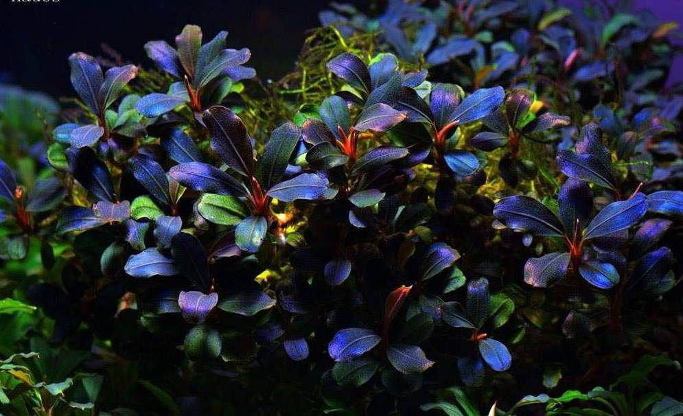 Bucephalandra - Thủy Sinh Darlac