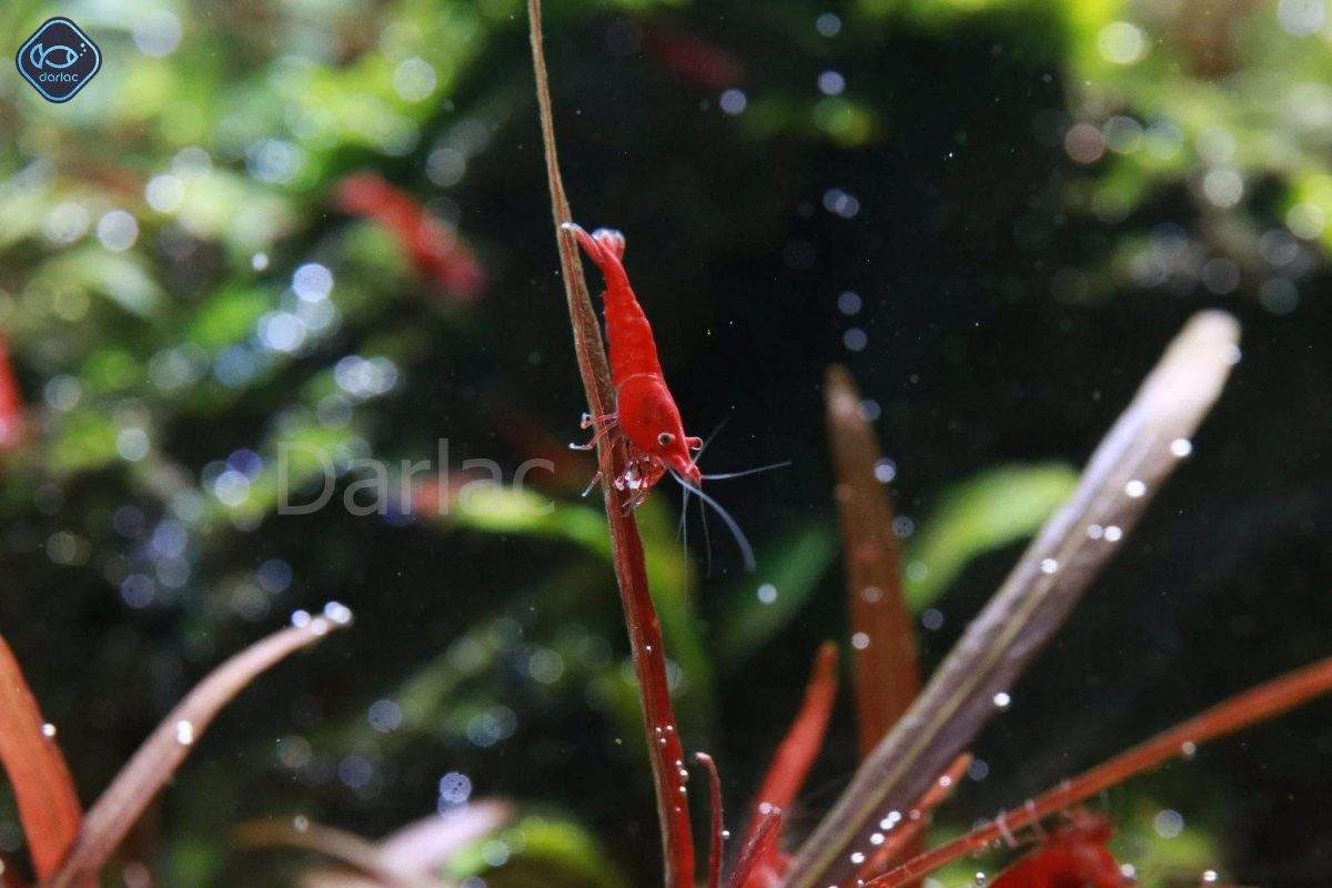 Tép SRC - SUPER RED CHERRY - Thủy Sinh Darlac