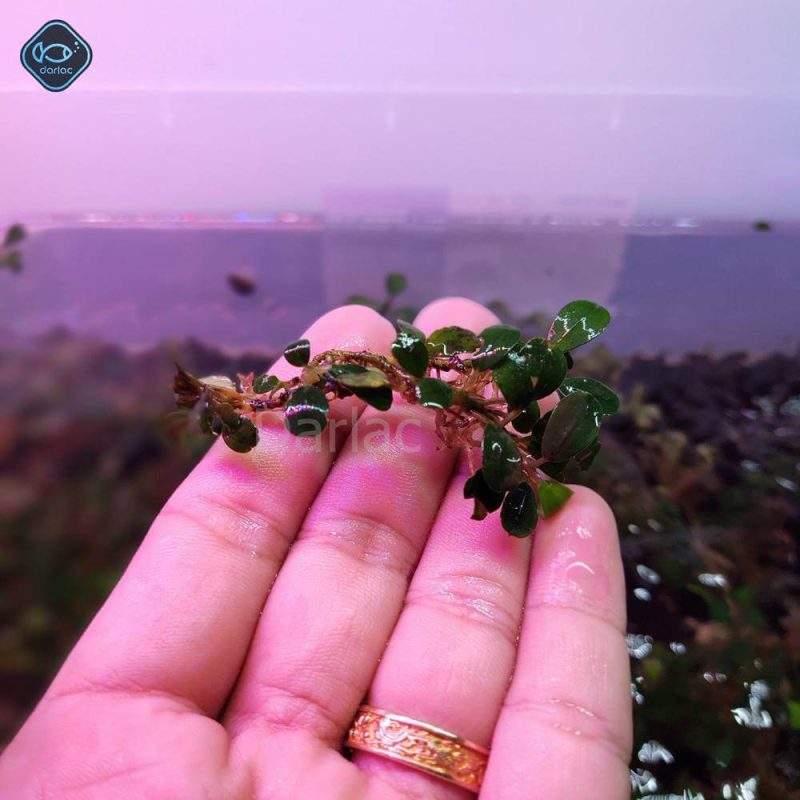 Ngọn Bucep Mini đã ra lá nước - cây thủy sinh bucep - Darlac's Aquaria ...