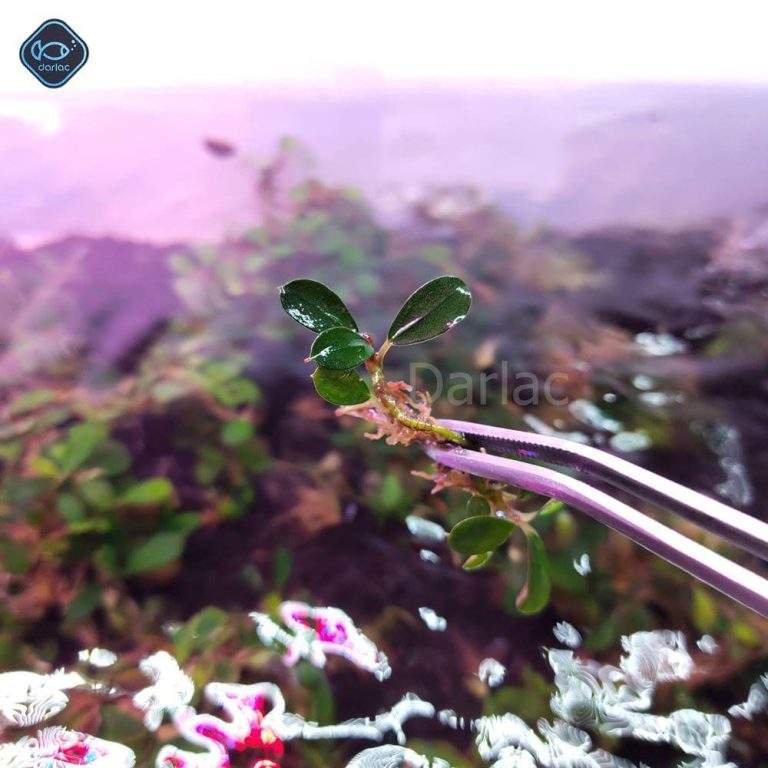 Ngọn Bucep Mini đã ra lá nước - cây thủy sinh bucep - Darlac's Aquaria ...